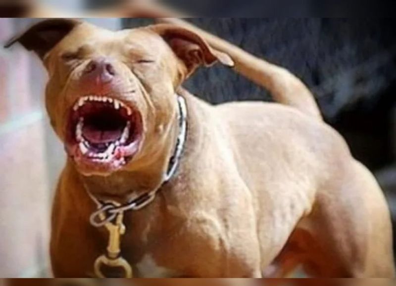 Capital: vecinos denuncian y exigen más control municipal ante el ...